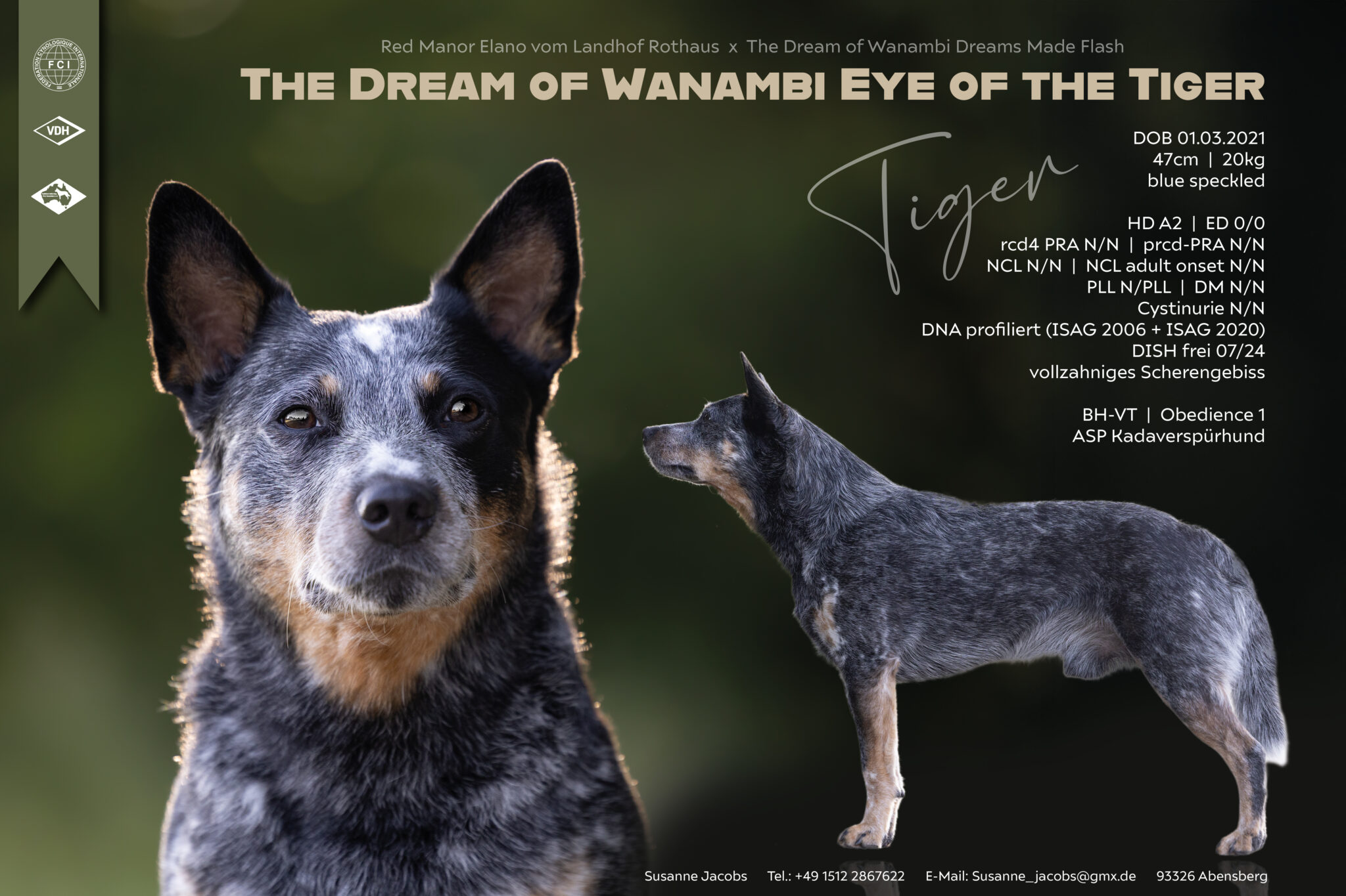 The Dream of Wanambi Eye of the Tiger – ACDCD e.V